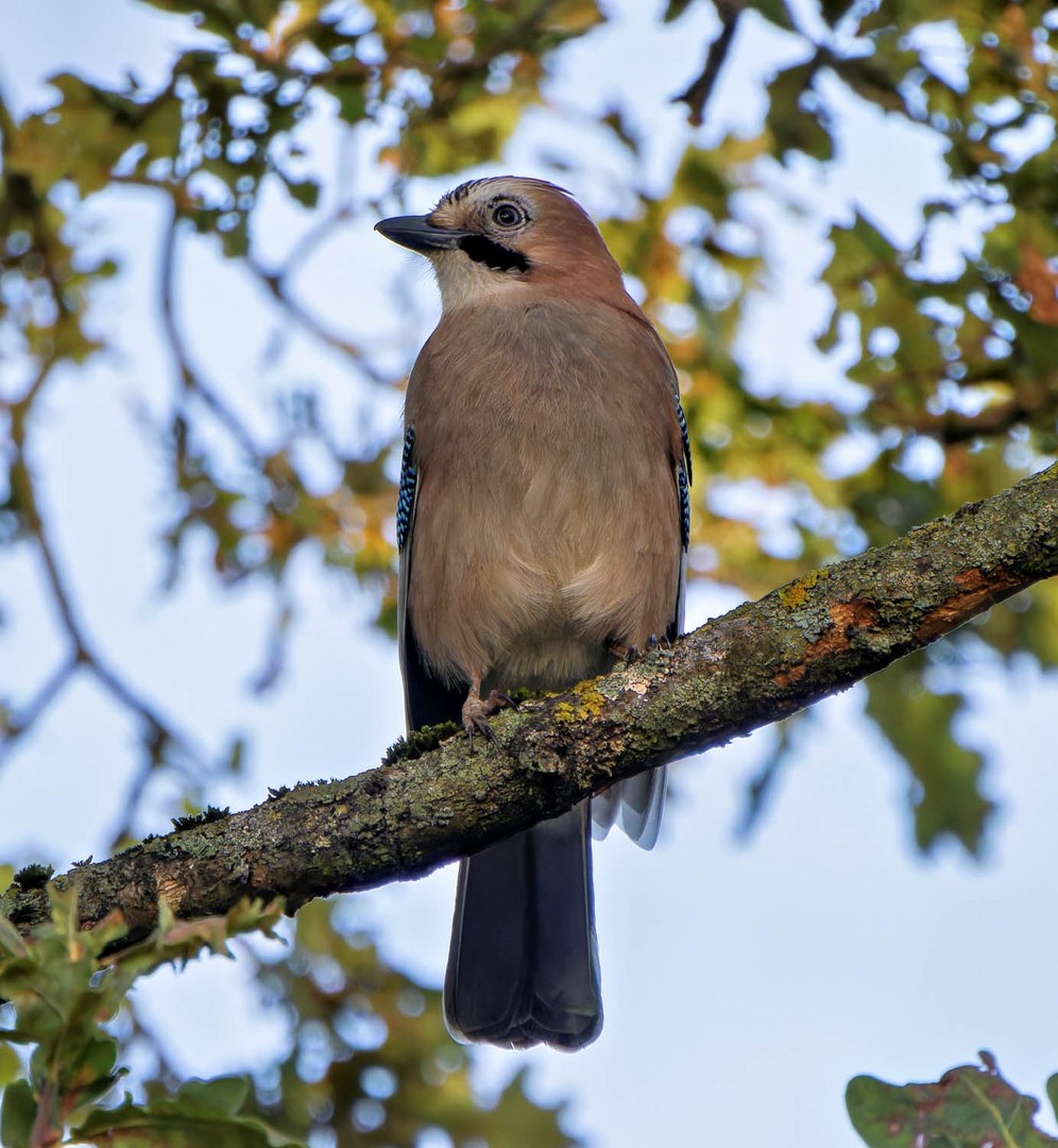 Da saß er... Foto & Bild | natur, tiere, wildlife Bilder auf fotocommunity