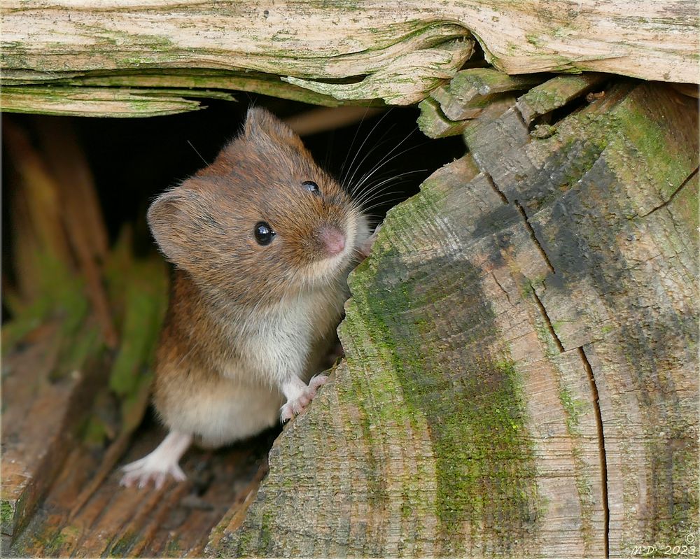 Da schaute die Mausi mich an ... Foto & Bild | fotos, nager, natur ...