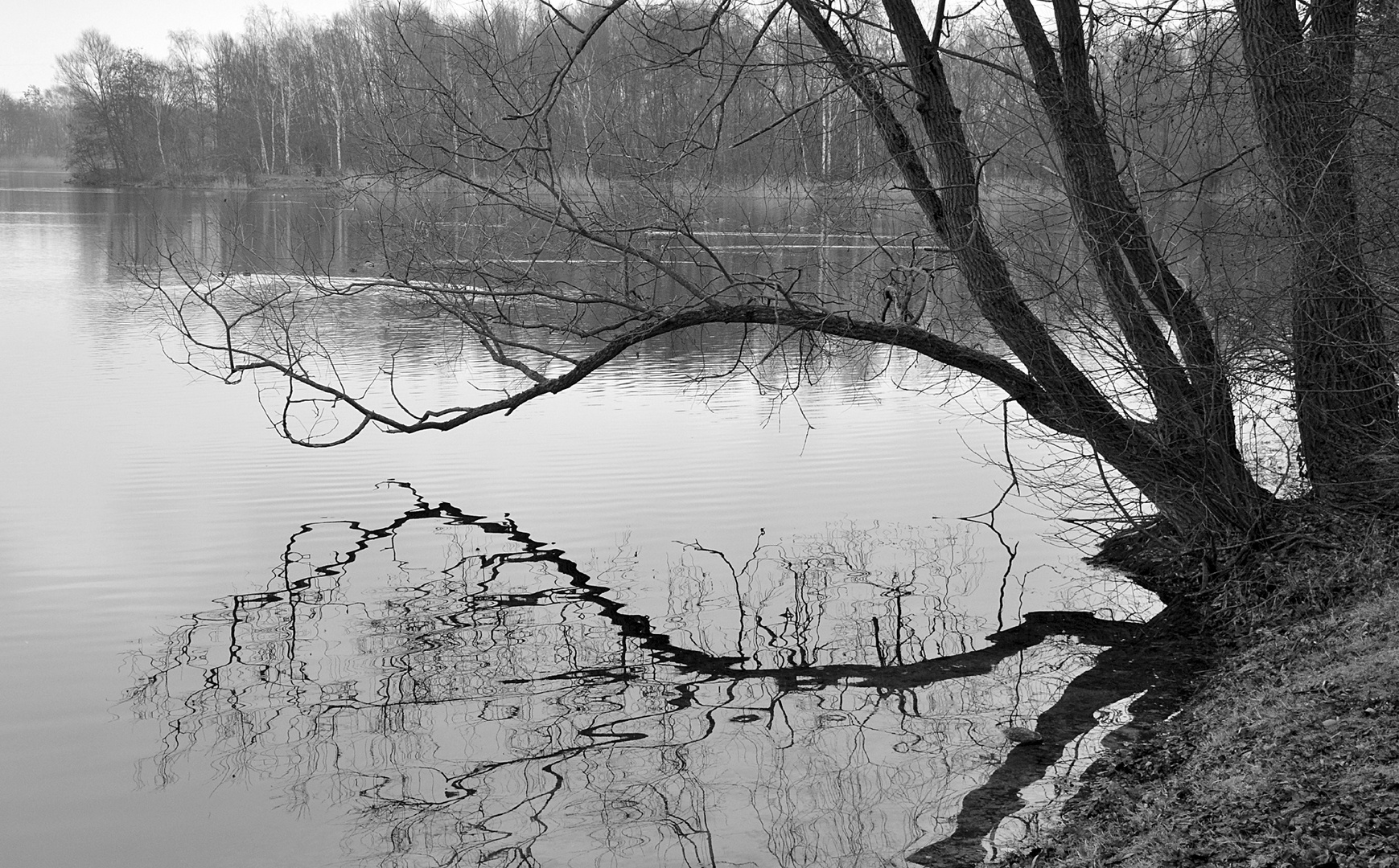 Da schließt sich der Kreis Foto & Bild | wasser, bäume, winter Bilder ... Da schließt sich der Kreis Foto & Bild | wasser, bäume, winter Bilder ...