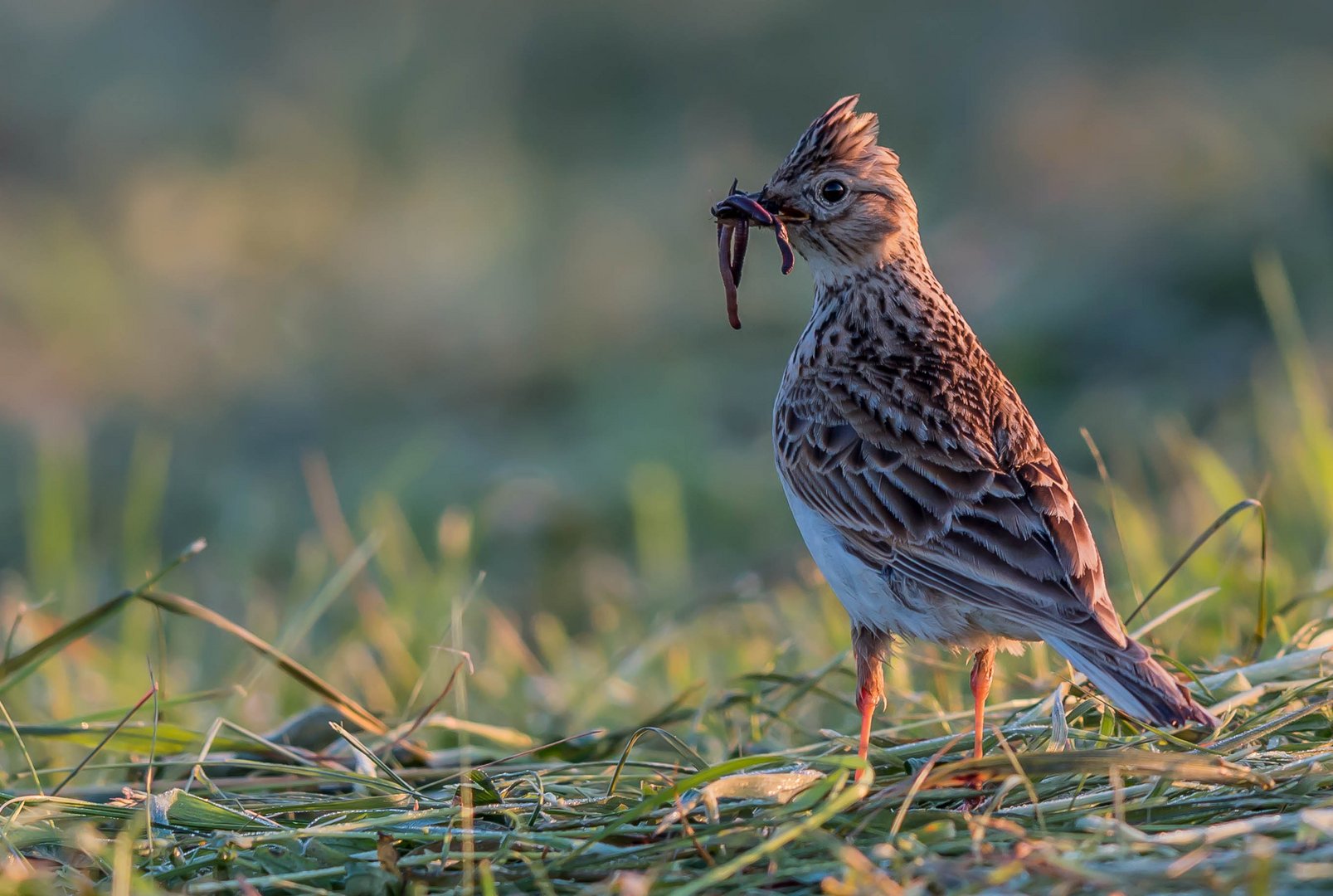 Da schwillt der Kamm Foto & Bild | natur, tiere, vögel Bilder auf ...