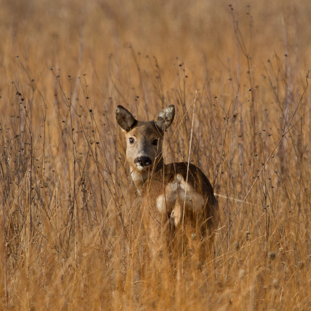 Da stehe ich Foto & Bild | tiere, wildlife, säugetiere Bilder auf ...