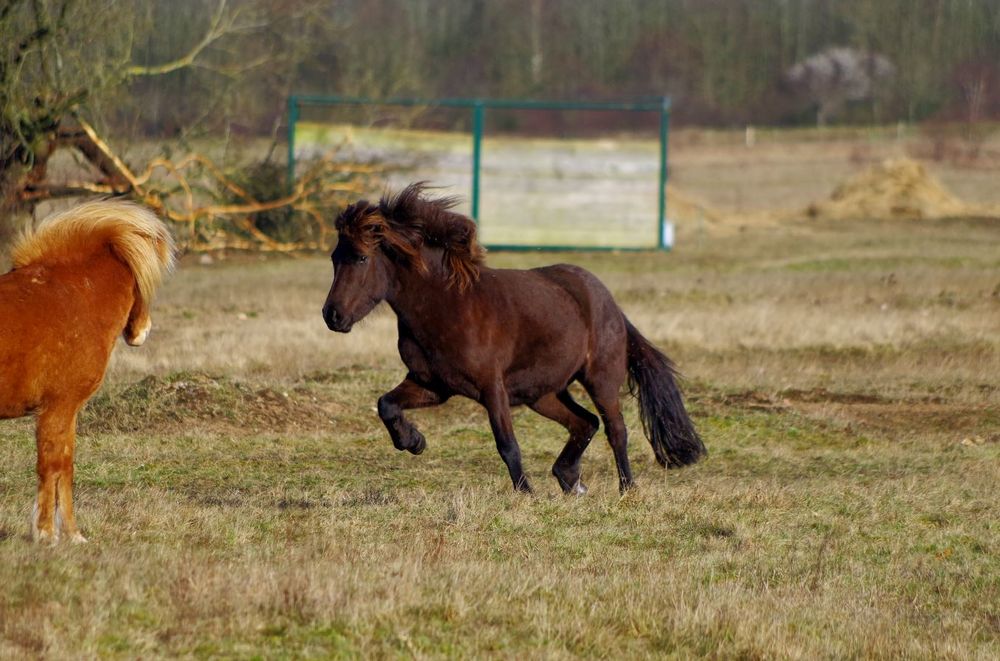 da steht Ärger an Foto & Bild | sport, tiere, haustiere Bilder auf ...