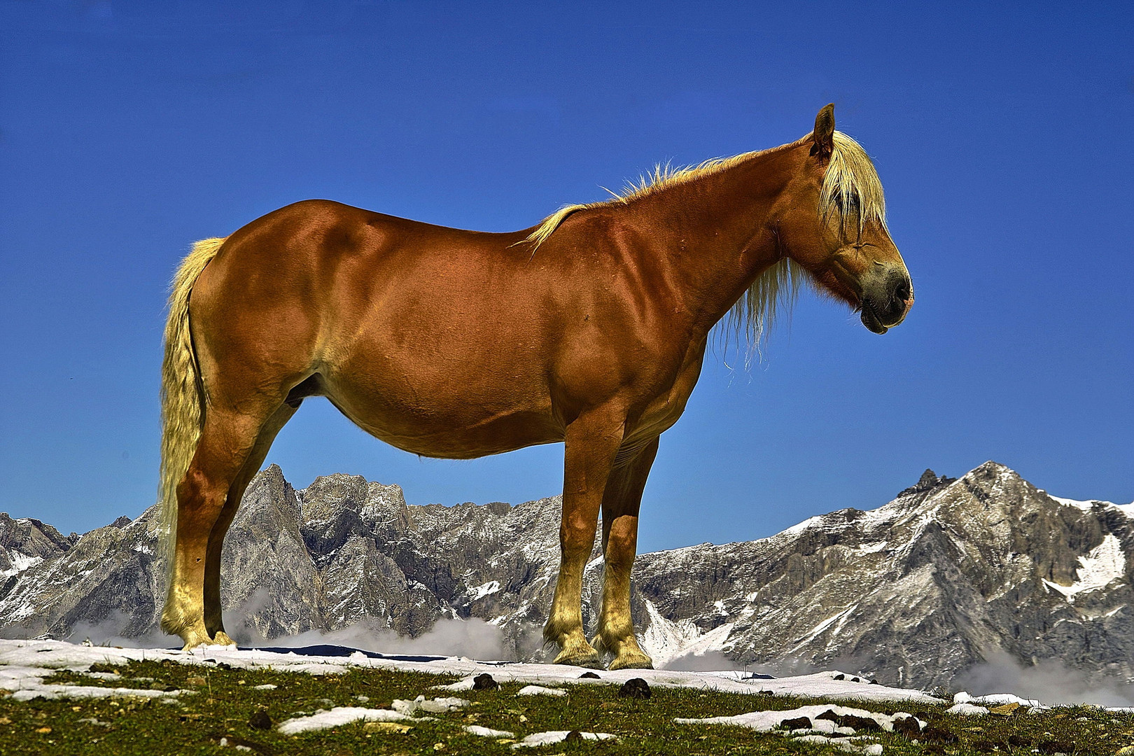 Da steht ein Pferd auf´n Berg... [ca. 2250m ü.N.] Foto & Bild ...
