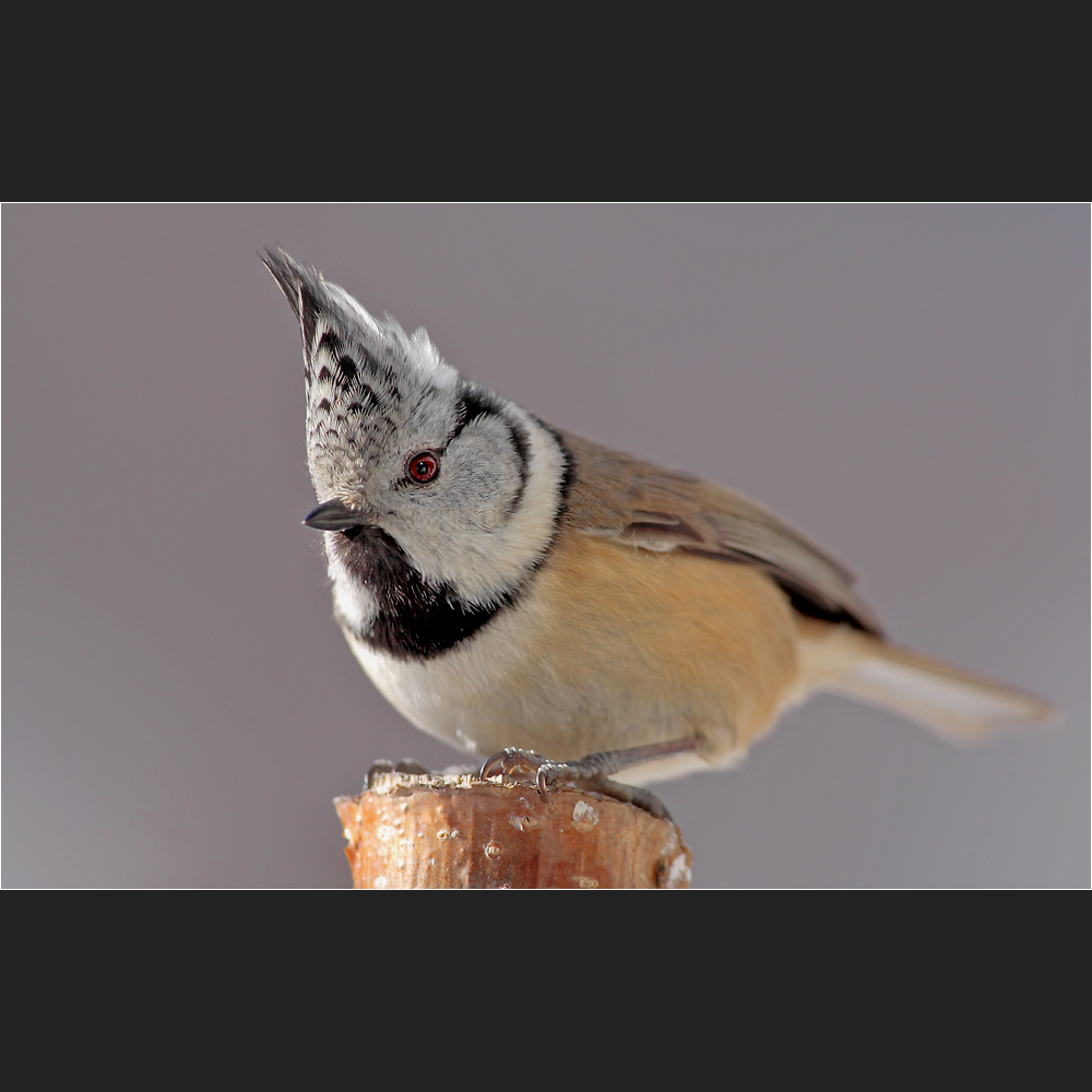 [ da stellt sich mir doch glatt der kamm ] Foto & Bild | tiere ...