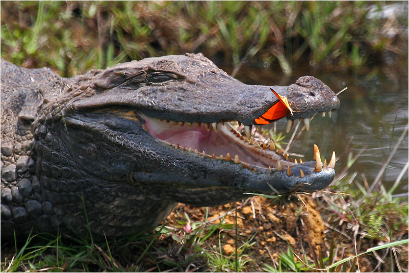 Da tanze ich dem Kaiman ... Foto & Bild | south america, ecuador ...