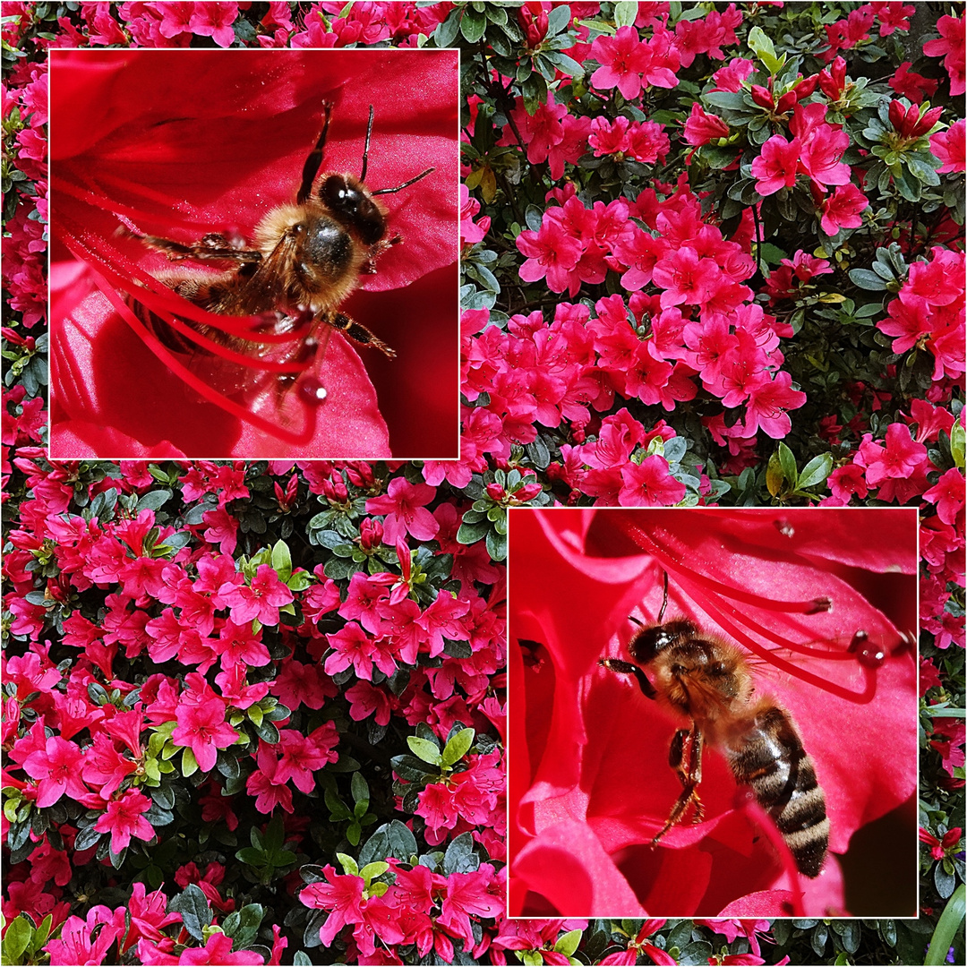 da tummeln sich gern die Bienen drin Foto & Bild | natur, fliege, tiere ...