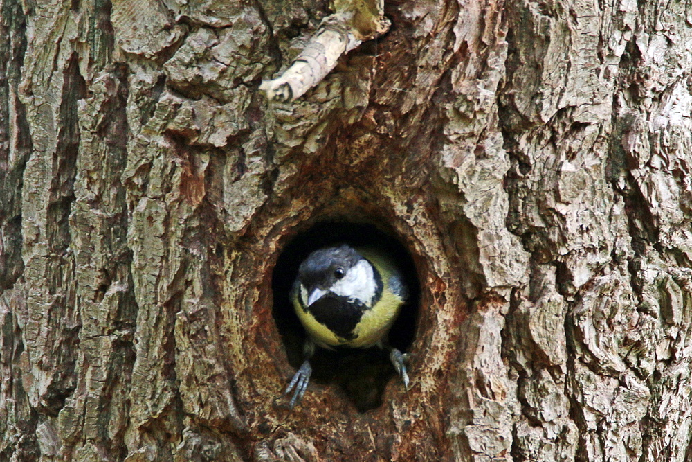 da war doch im Baum ein Loch Foto & Bild | natur, tiere, vögel Bilder auf fotocommunity