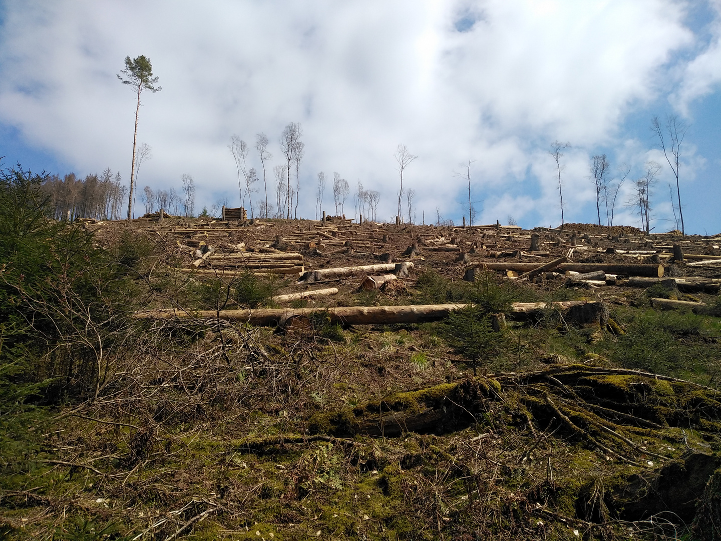 Da war mal Wald da Foto & Bild | borkenkäfer wald, natur Bilder auf ...