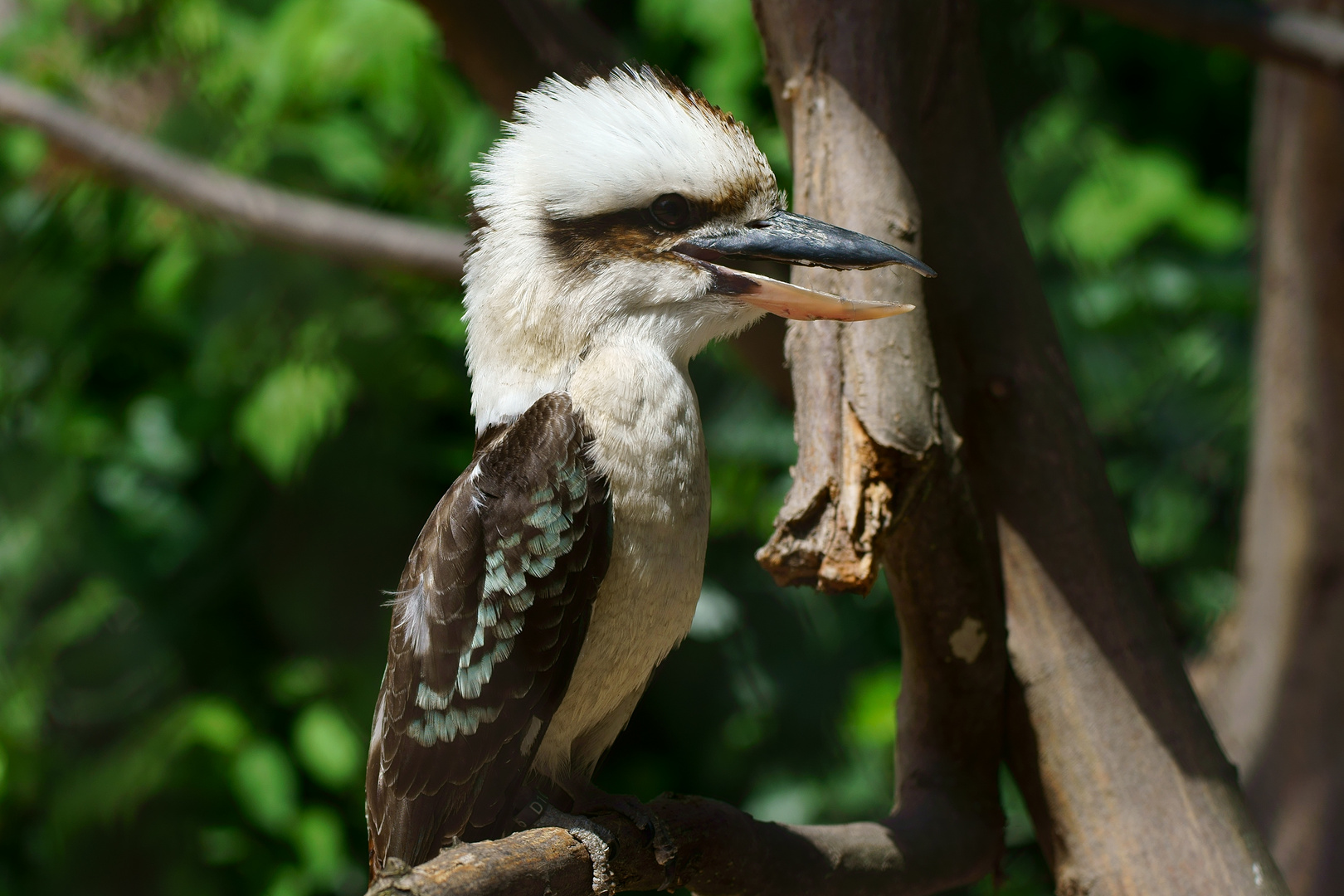 Dacelo novaeguineae - Jägerliest Foto & Bild | tiere, haustiere, zoo ...