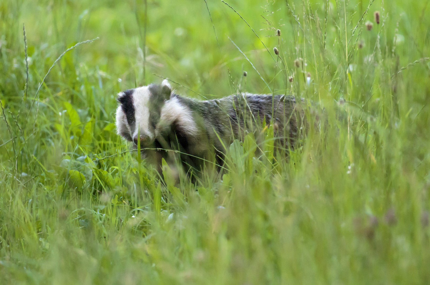Dachs 1 Foto & Bild | tiere, wildlife, säugetiere Bilder auf fotocommunity