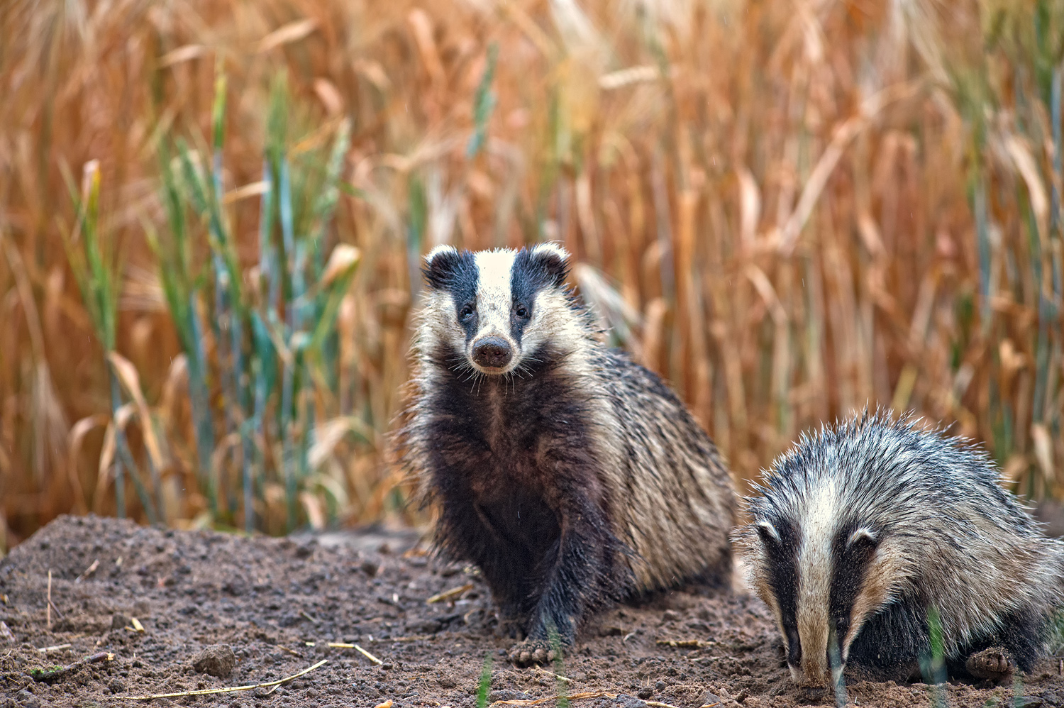Dachs Foto & Bild | tiere, wildlife, wildlife luder-futterplätze Bilder ...