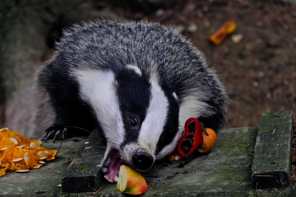 DACHS Foto & Bild | tiere, zoo, wildpark & falknerei, säugetiere Bilder ...
