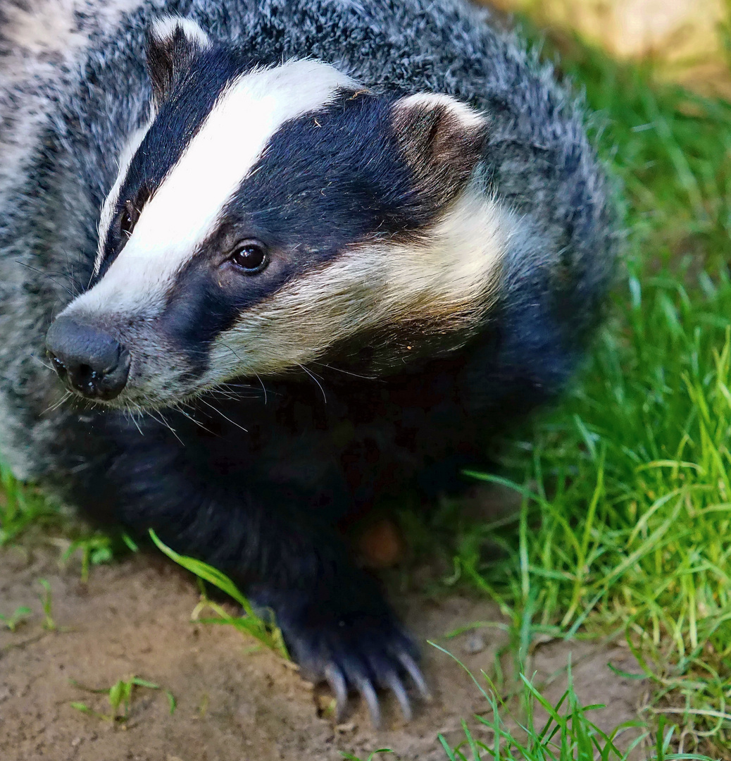 Dachs Foto & Bild | tiere, natur Bilder auf fotocommunity
