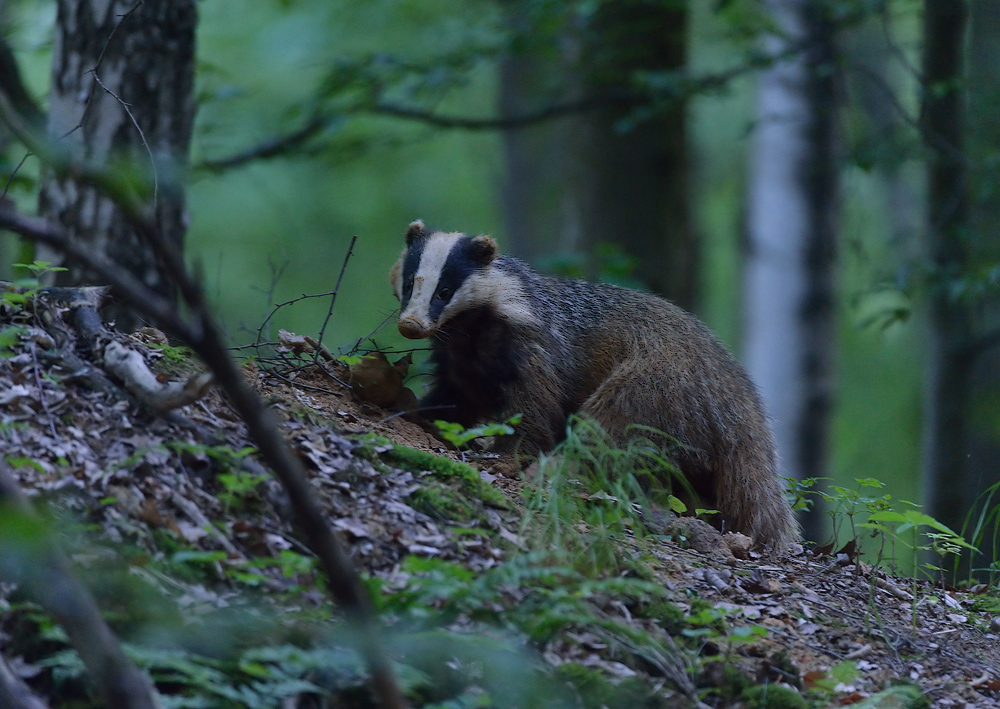 Dachs Foto & Bild | tiere, wildlife, säugetiere Bilder auf fotocommunity
