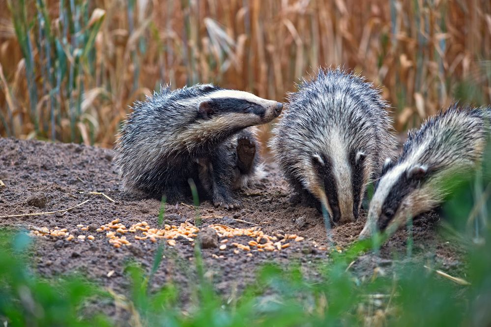 Dachs Foto & Bild | tiere, wildlife, wildlife luder-futterplätze Bilder ...