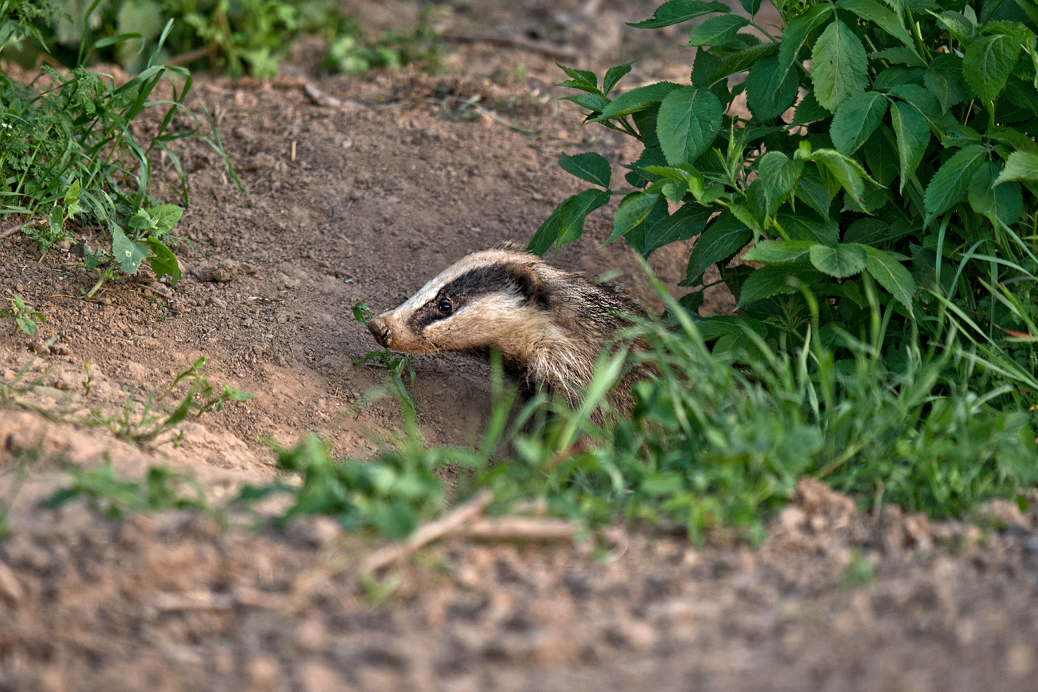 Dachs Foto & Bild | tiere, wildlife, säugetiere Bilder auf fotocommunity