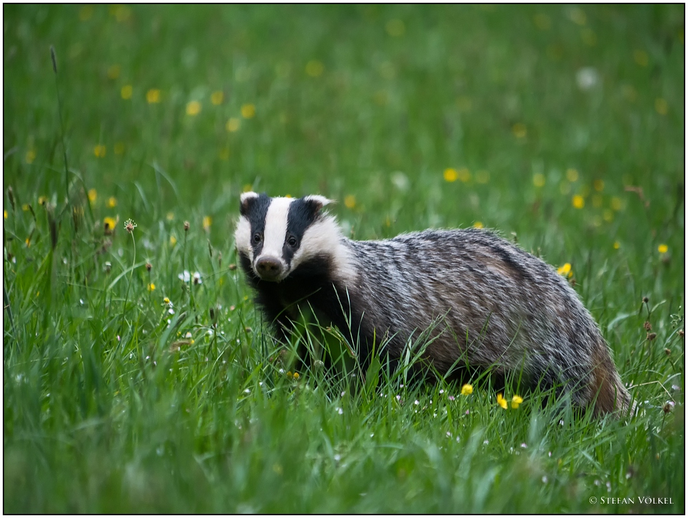 Dachs Foto & Bild | mai, sommer, wiese Bilder auf fotocommunity