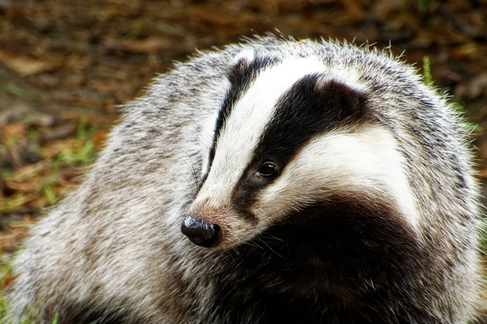 Dachs Foto & Bild | tiere, zoo, wildpark & falknerei, säugetiere Bilder ...