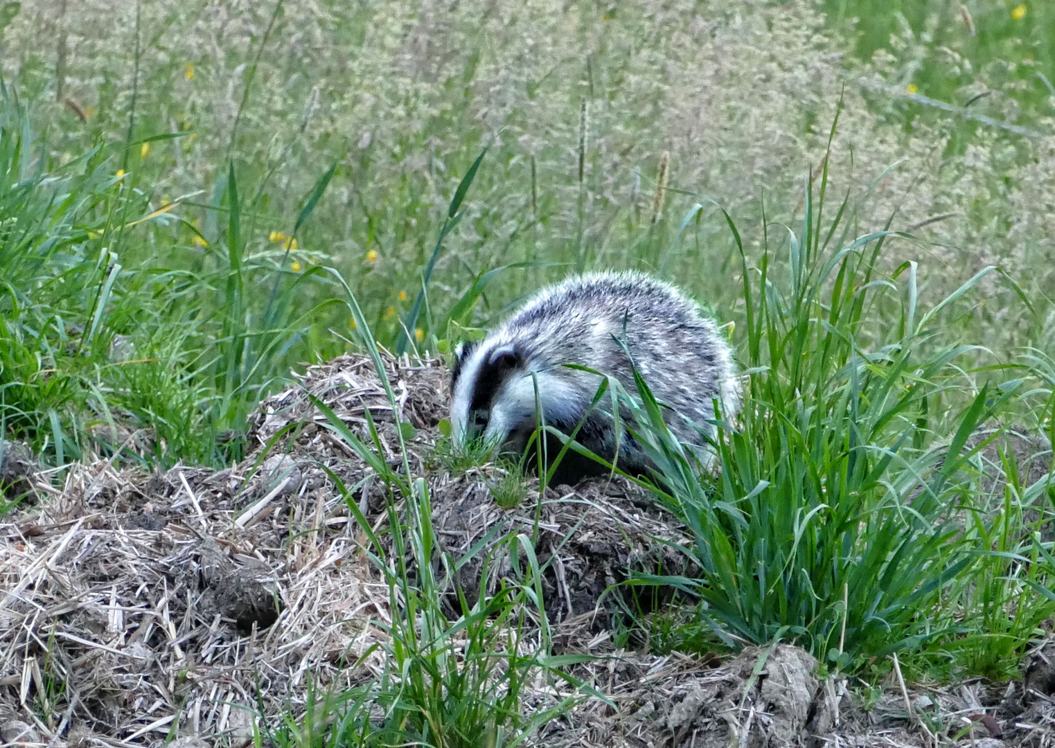 Dachs Foto & Bild | frühling, tiere, wildlife Bilder auf fotocommunity