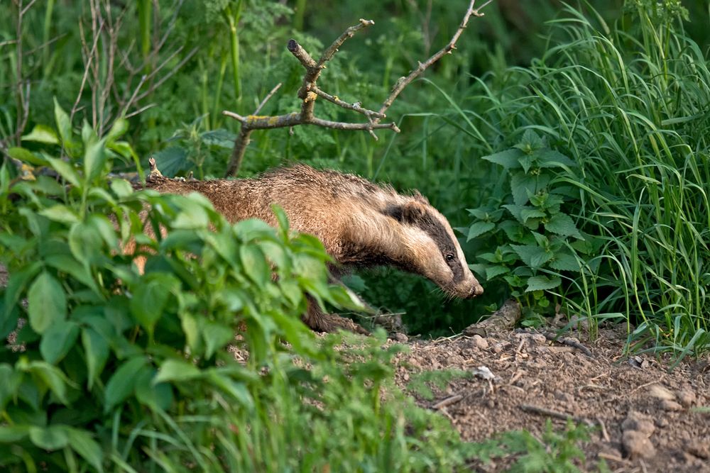 Dachs Foto & Bild | tiere, wildlife, säugetiere Bilder auf fotocommunity