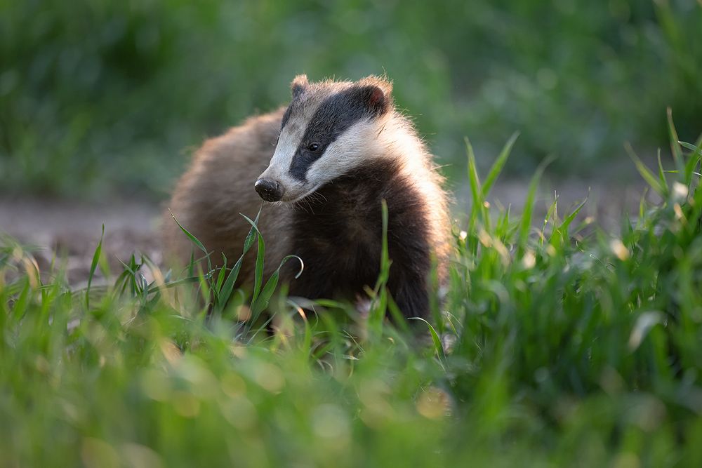 Dachs Foto & Bild | tiere, wildlife, säugetiere Bilder auf fotocommunity
