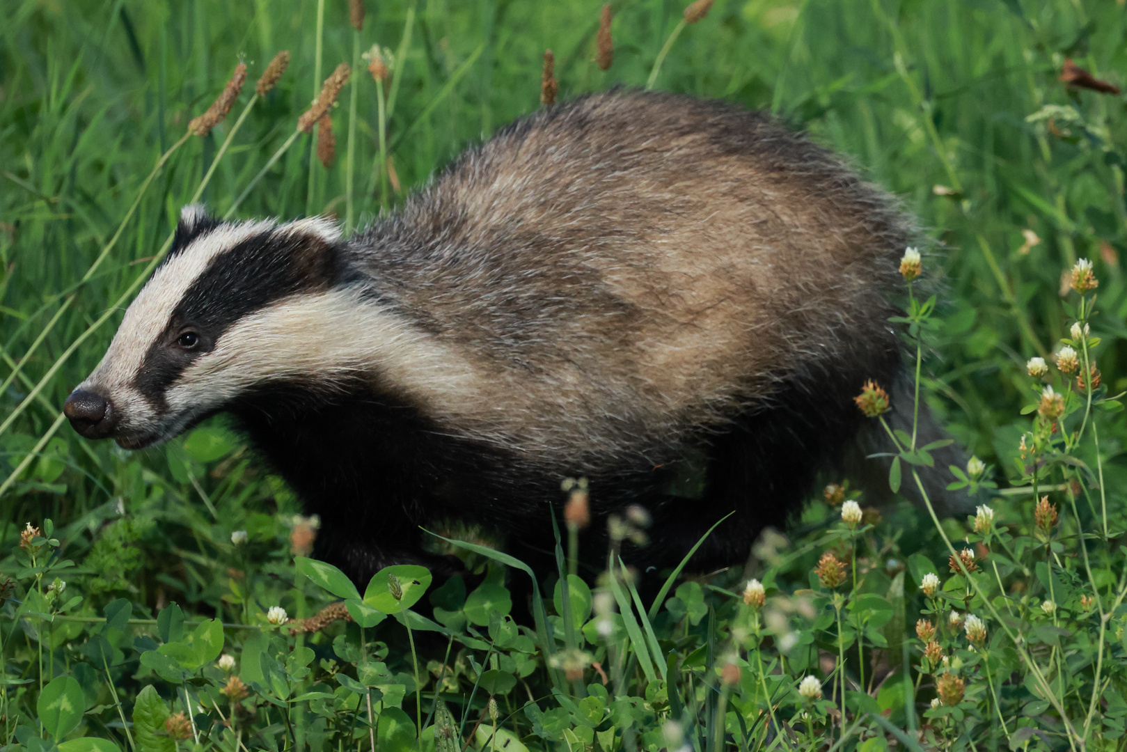 Dachs Foto & Bild | tiere, wildlife, säugetiere Bilder auf fotocommunity