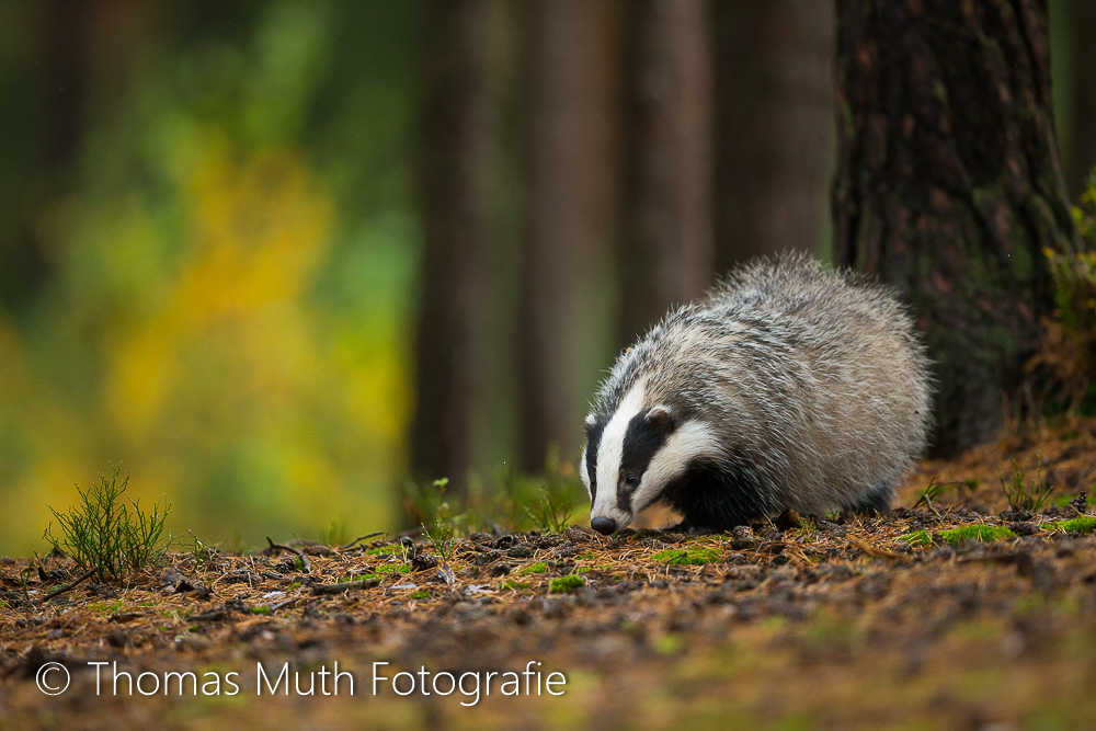 Dachs Foto & Bild | badger, dachs, marder Bilder auf fotocommunity