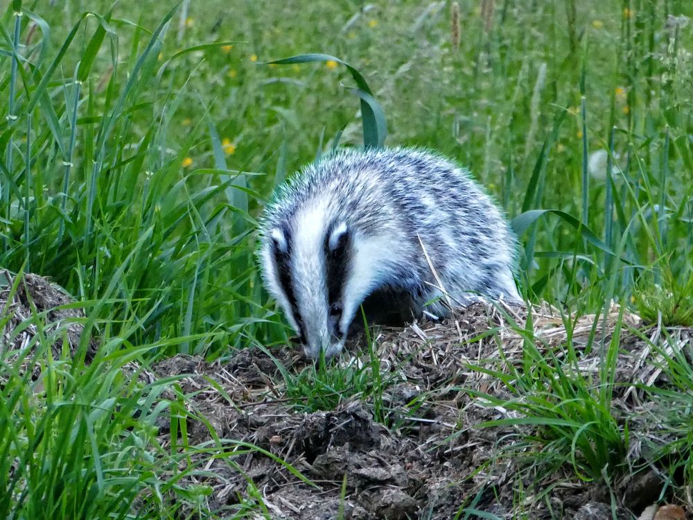 Dachs Foto & Bild | frühling, tiere, wildlife Bilder auf fotocommunity