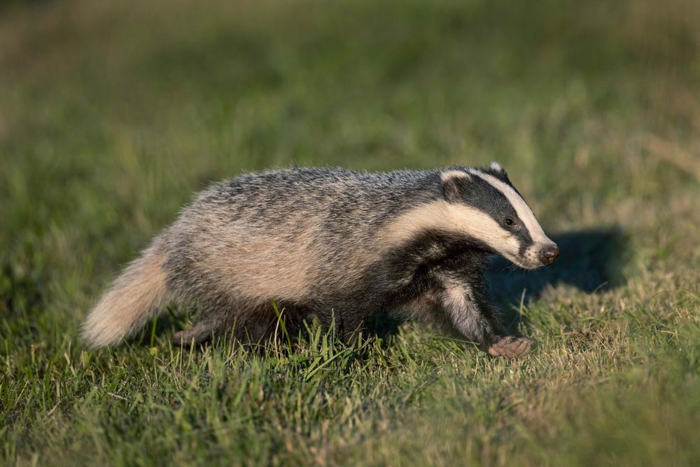 Dachs... Foto & Bild | tiere, wildlife, säugetiere Bilder auf fotocommunity