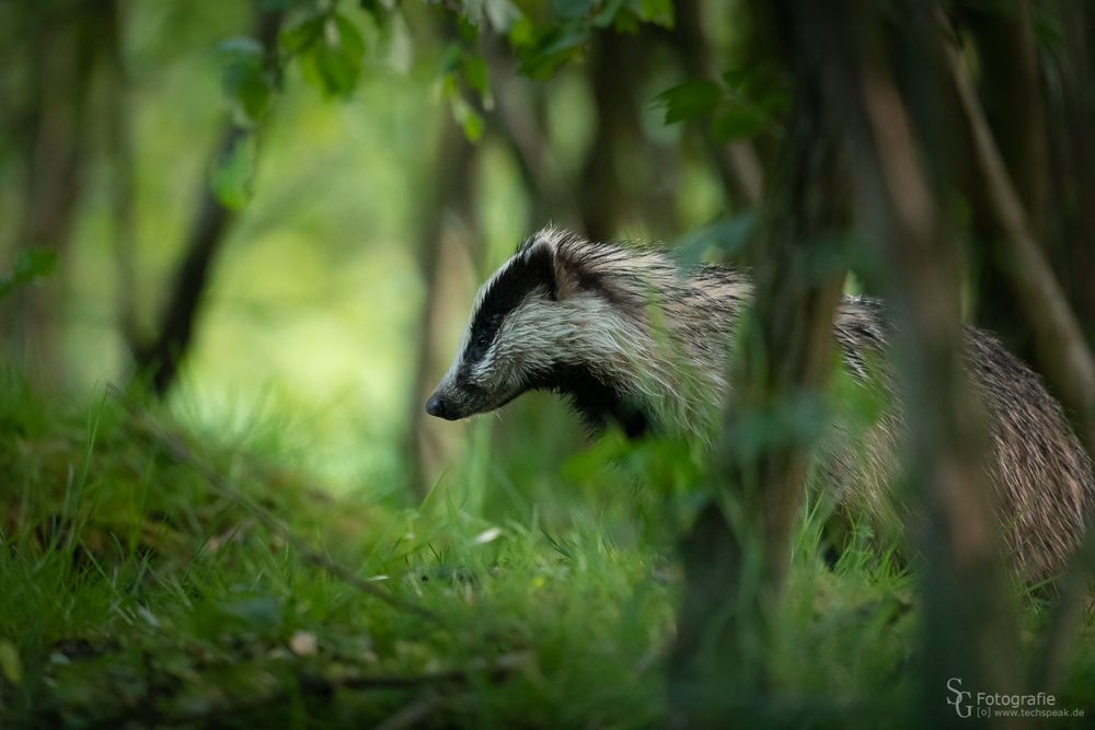 Dachs am Bau Foto & Bild | wald, natur, tiere Bilder auf fotocommunity