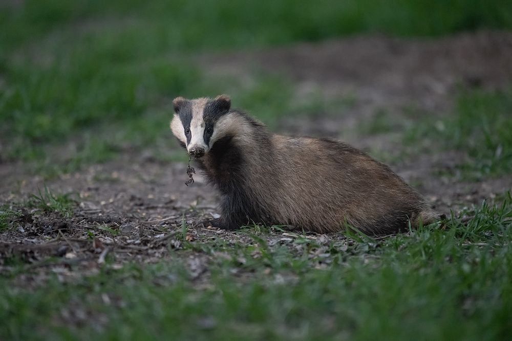 Dachs Foto & Bild | tiere, wildlife, säugetiere Bilder auf fotocommunity