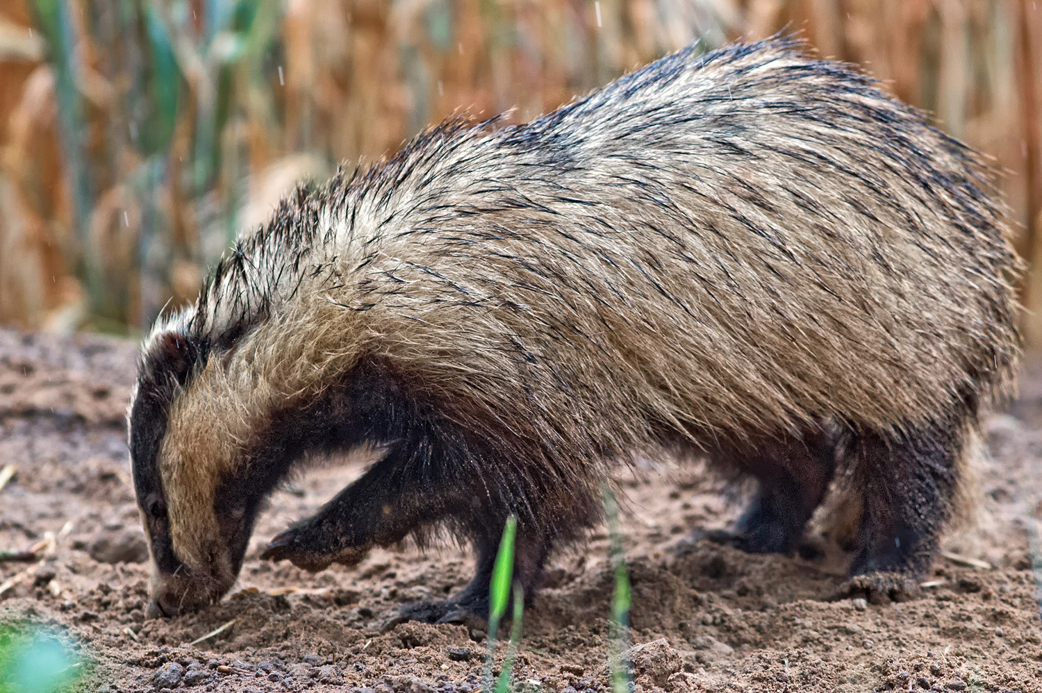 Dachs Foto & Bild | tiere, wildlife, wildlife luder-futterplätze Bilder ...