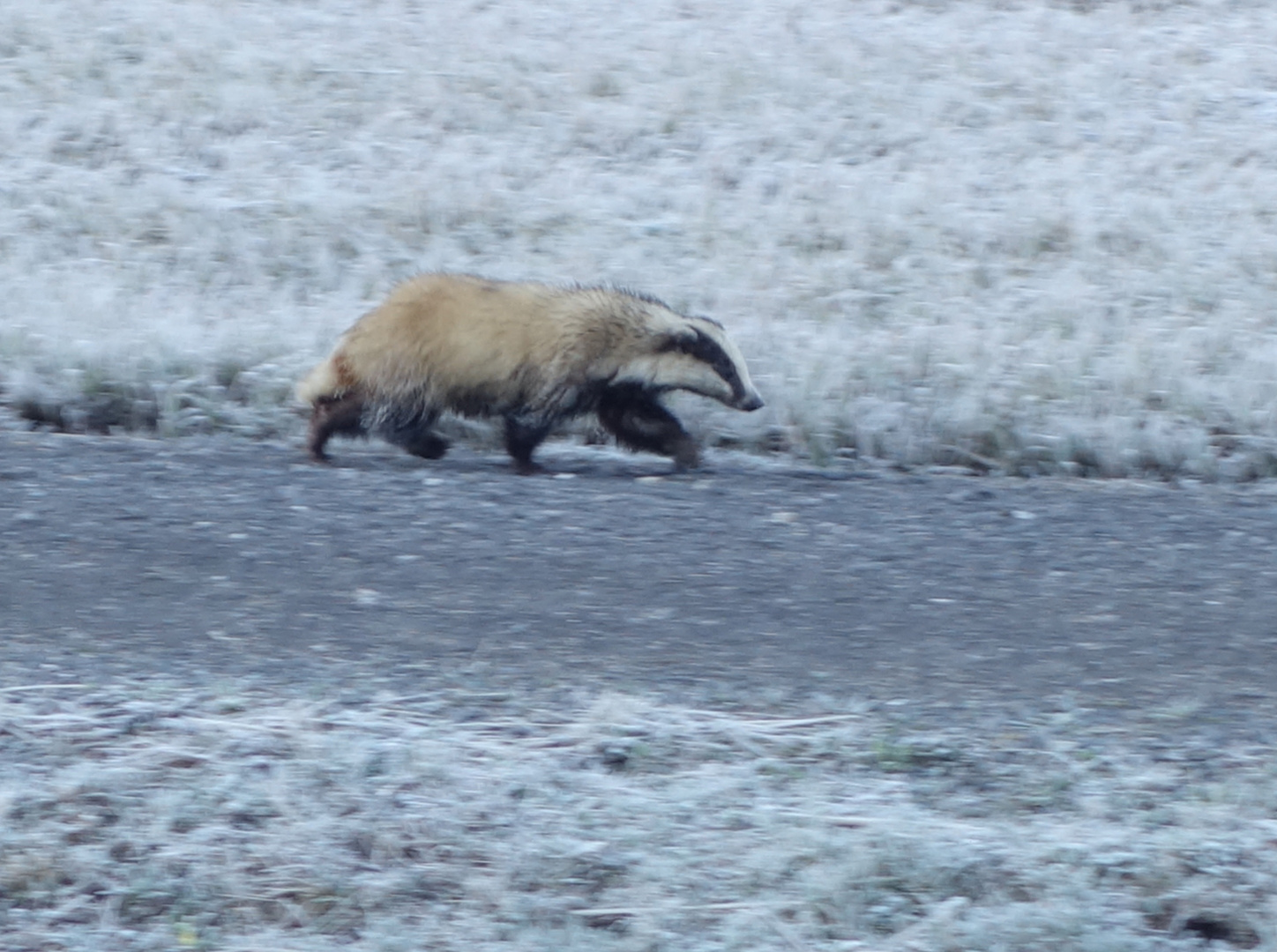 Dachs Foto & Bild | tiere, wildlife, säugetiere Bilder auf fotocommunity
