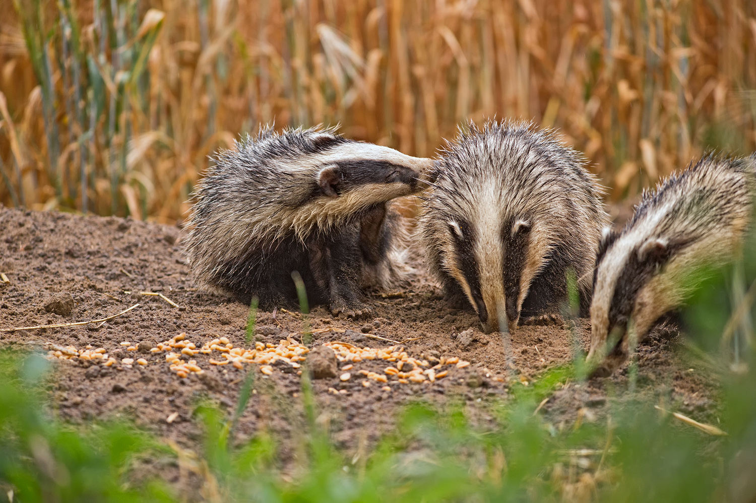 Dachs Familie Foto & Bild | tiere, wildlife, wildlife luder ...