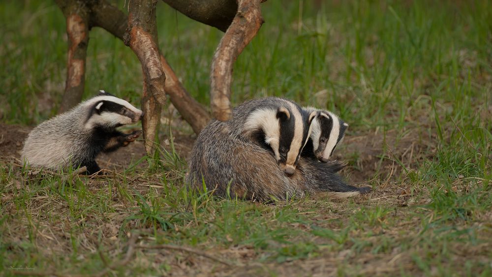 Dachs Familie Foto & Bild | tiere, wildlife, fotos Bilder auf fotocommunity