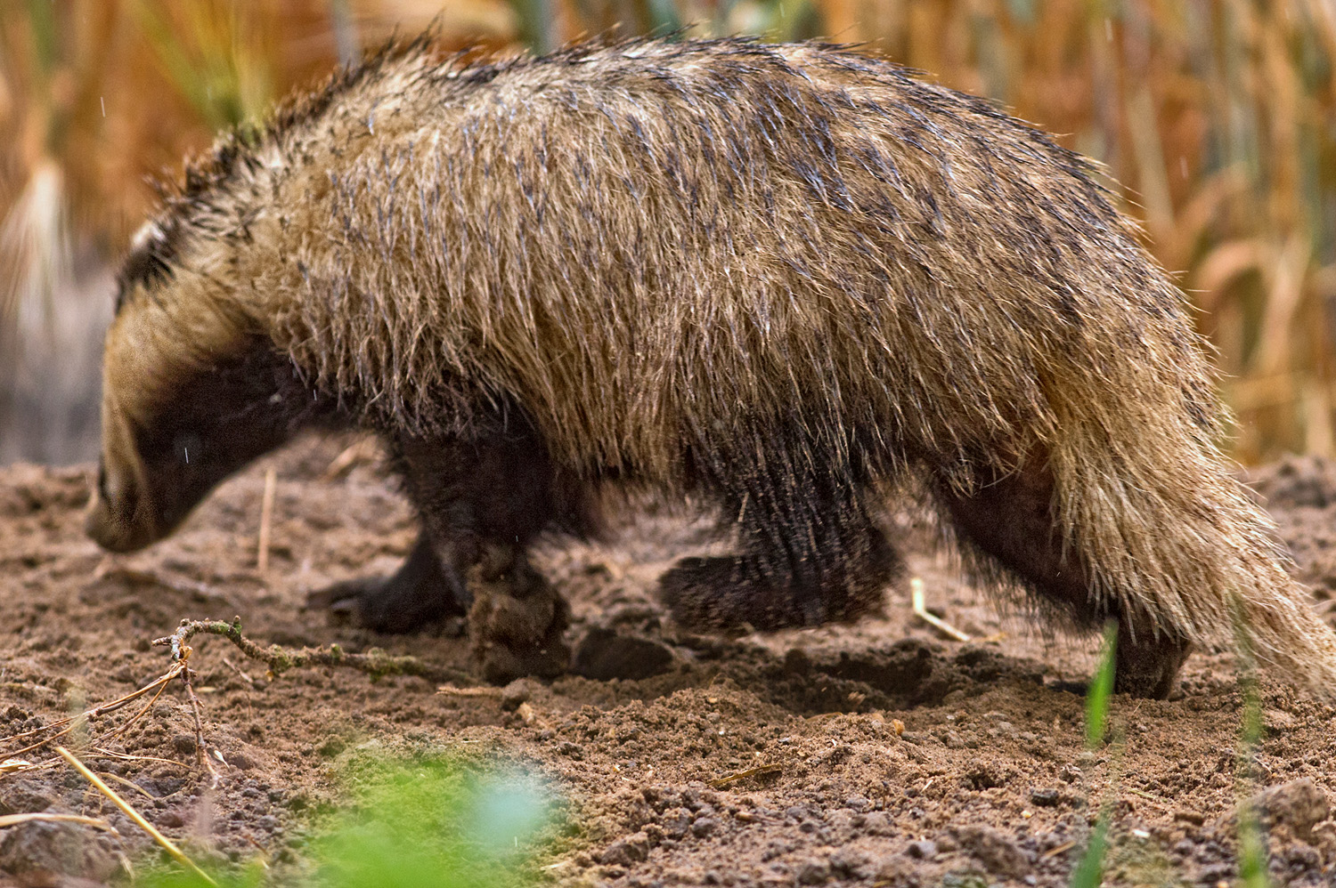 Dachs Fehe auf dem Weg in den Bau Foto & Bild | tiere, wildlife ...