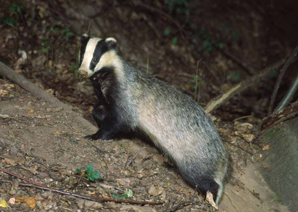 Dachs I Foto & Bild | tiere, wildlife, säugetiere Bilder auf fotocommunity
