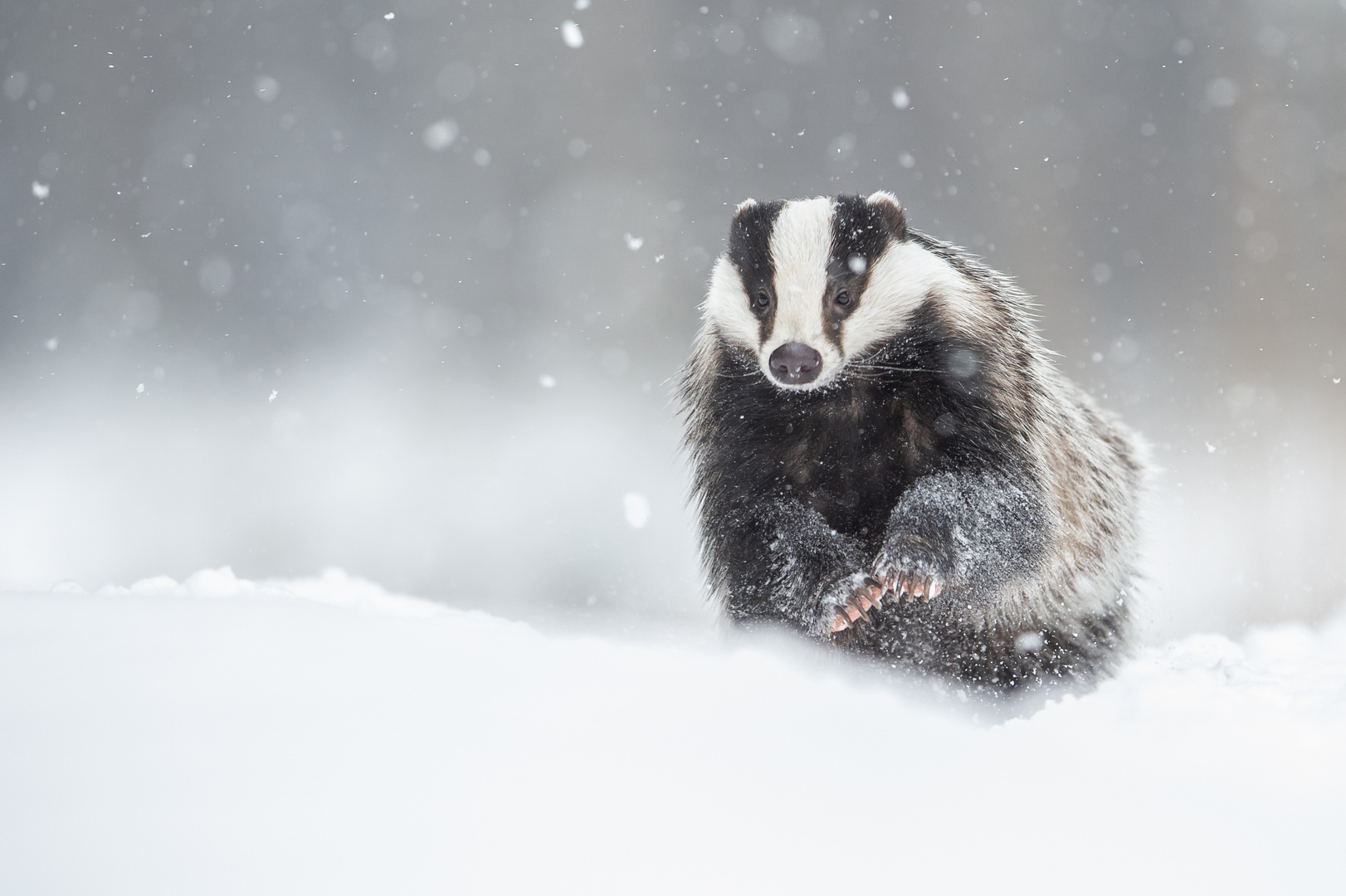 Dachs im Schnee Foto & Bild | tiere, jahreszeiten, winter Bilder auf ...