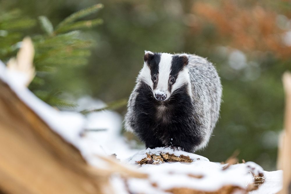 Dachs im Schnee Foto & Bild | europe, tiere, zoo, wildpark & falknerei ...