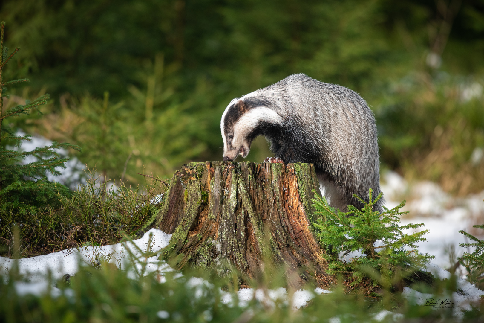 Dachs im Wald Foto & Bild | tiere, fotos, winter Bilder auf fotocommunity