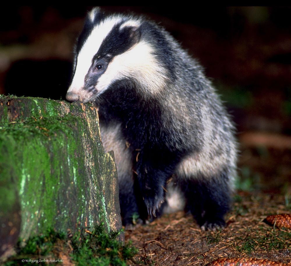 - DACHS - ( Meles meles ) Foto & Bild | fotos, world, natur Bilder auf ...