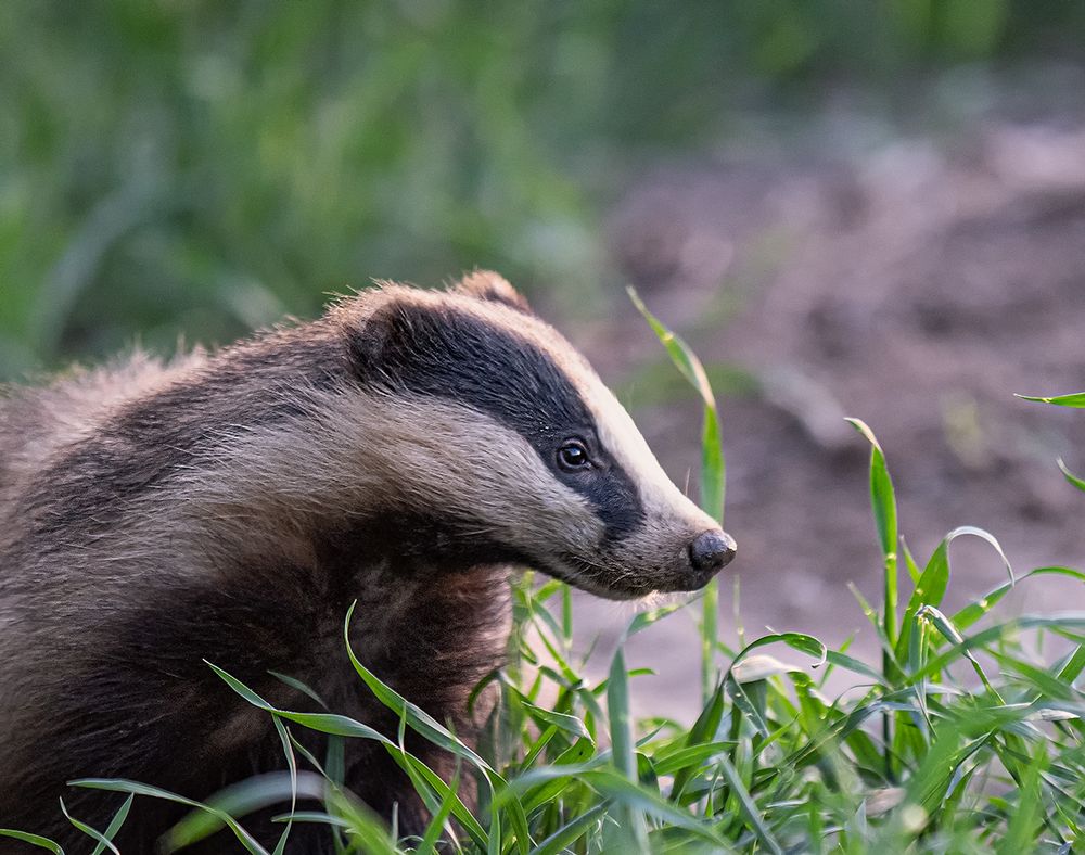 Dachs Portrait Foto & Bild | tiere, wildlife, säugetiere Bilder auf ...