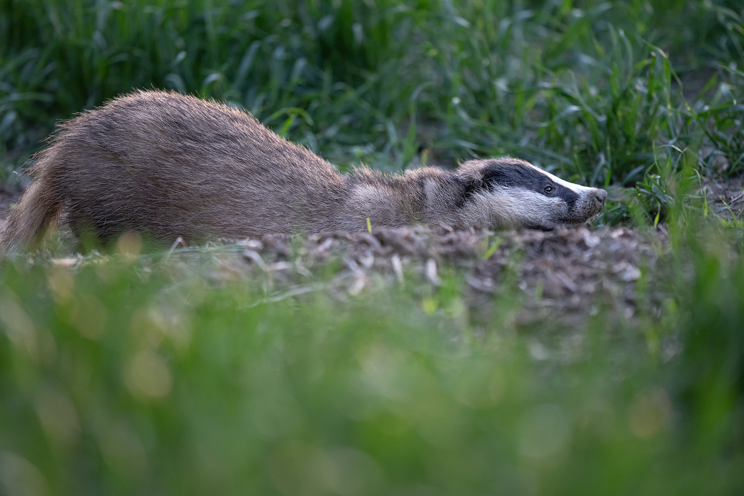 Dachs / Rüde Foto & Bild | tiere, wildlife, säugetiere Bilder auf ...