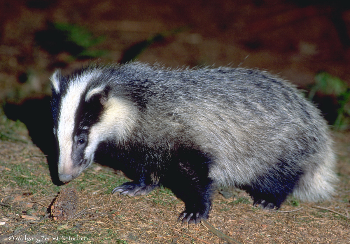 --Dachs , weiblich- Foto & Bild | fotos, world, natur Bilder auf ...