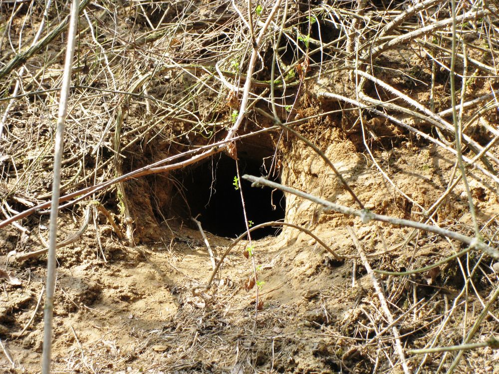 Dachsbau Foto & Bild | natur, tiere, dachsbau Bilder auf fotocommunity