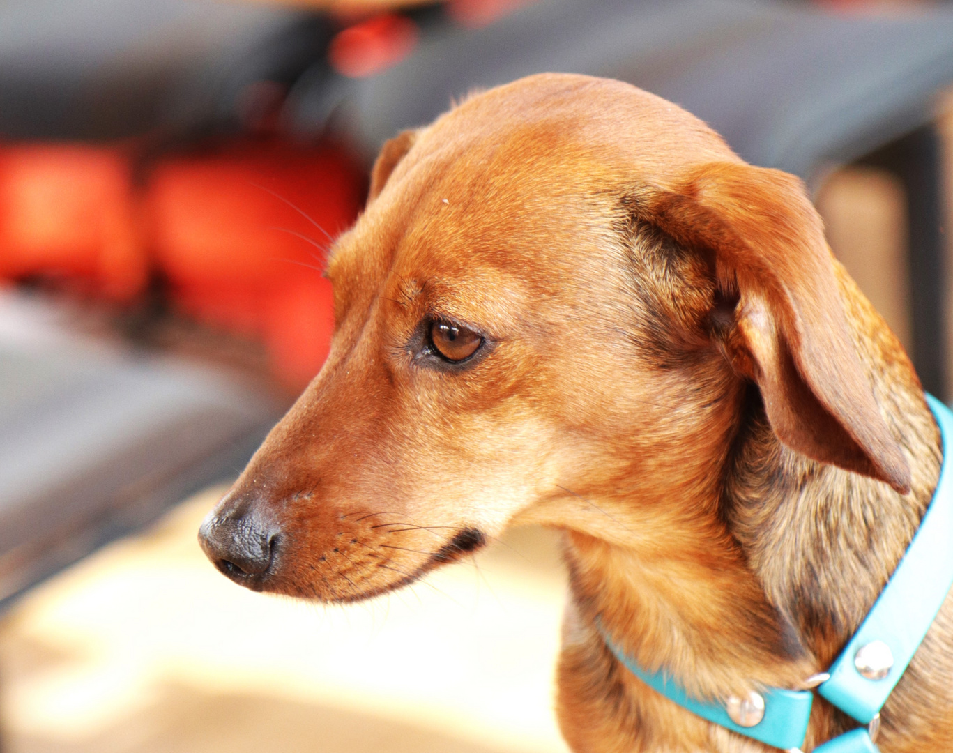 Dackel Foto & Bild | spezial, dackel Bilder auf fotocommunity