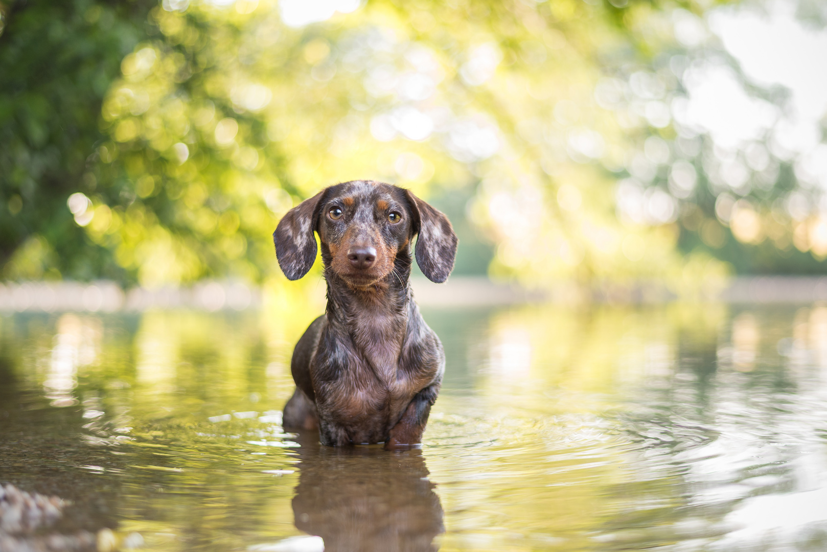 Dackel im Wasser Foto & Bild | tiere, haustiere, hunde Bilder auf ...