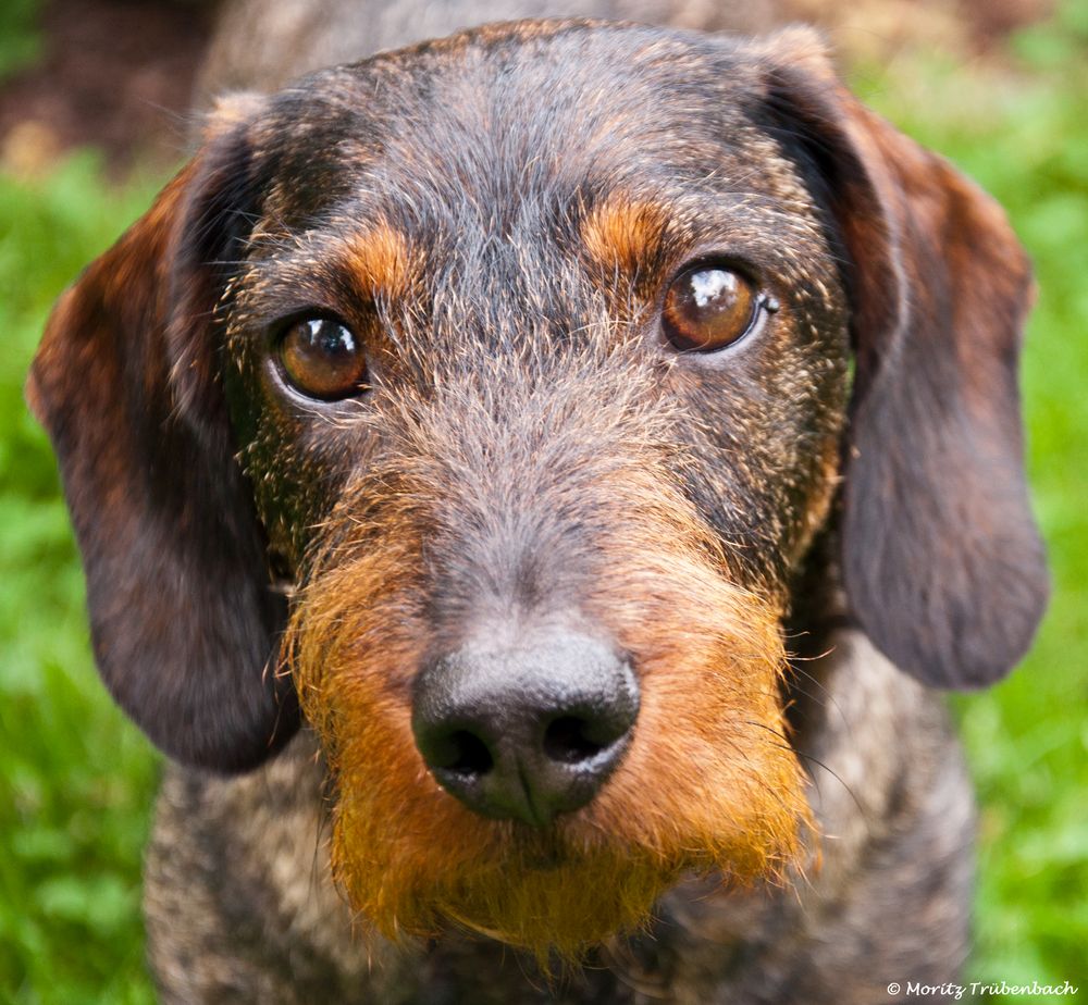 Dackel Paul beim Fotoshooting Foto & Bild | tiere, haustiere, hunde ...
