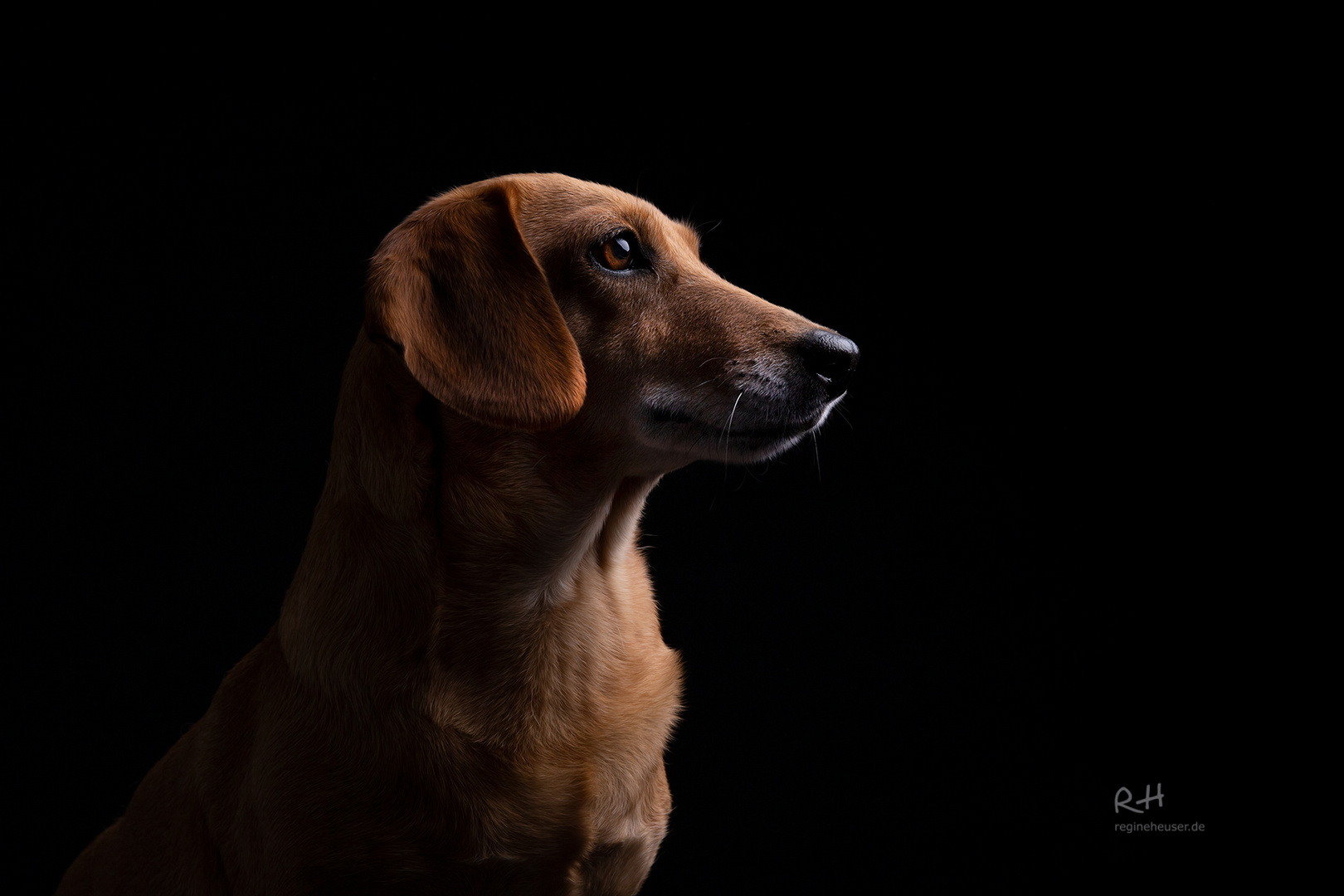 Dackelblick Foto & Bild | tiere, haustiere, hunde Bilder auf fotocommunity