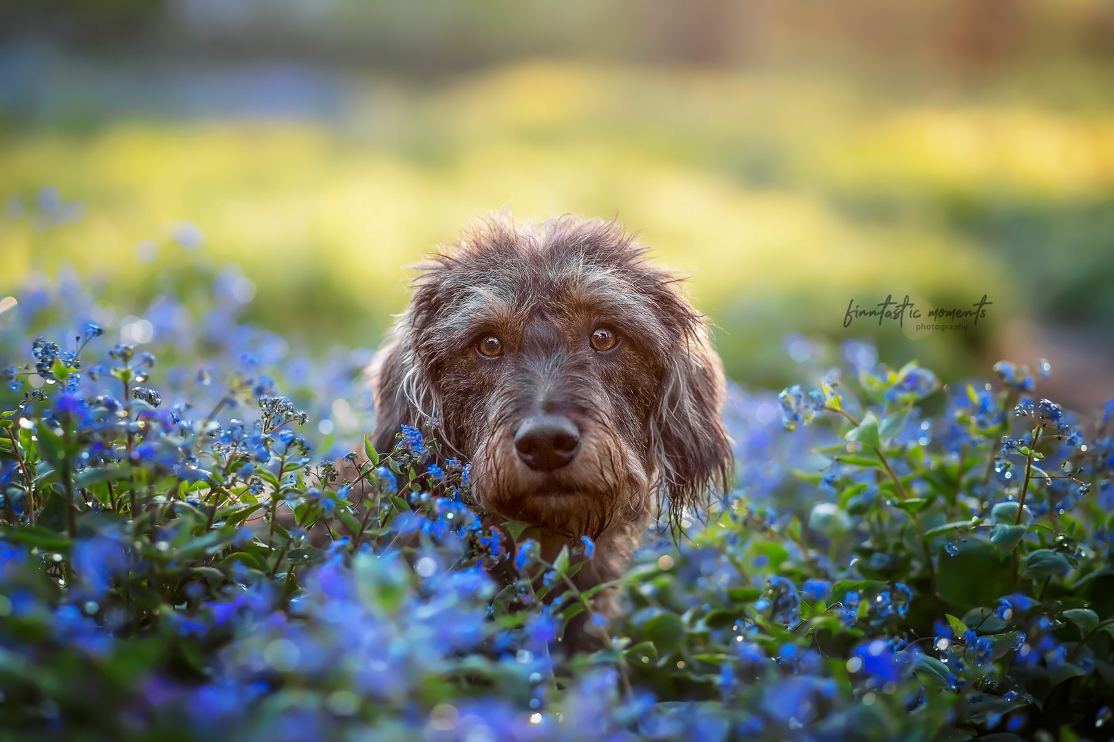 Dackelblick Foto & Bild | tiere, haustiere, hunde Bilder auf fotocommunity